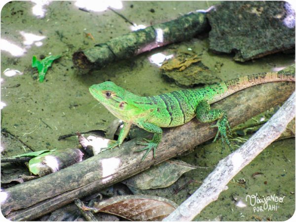 Recuerdos de Centroamérica (2): Costa Rica y pura vida